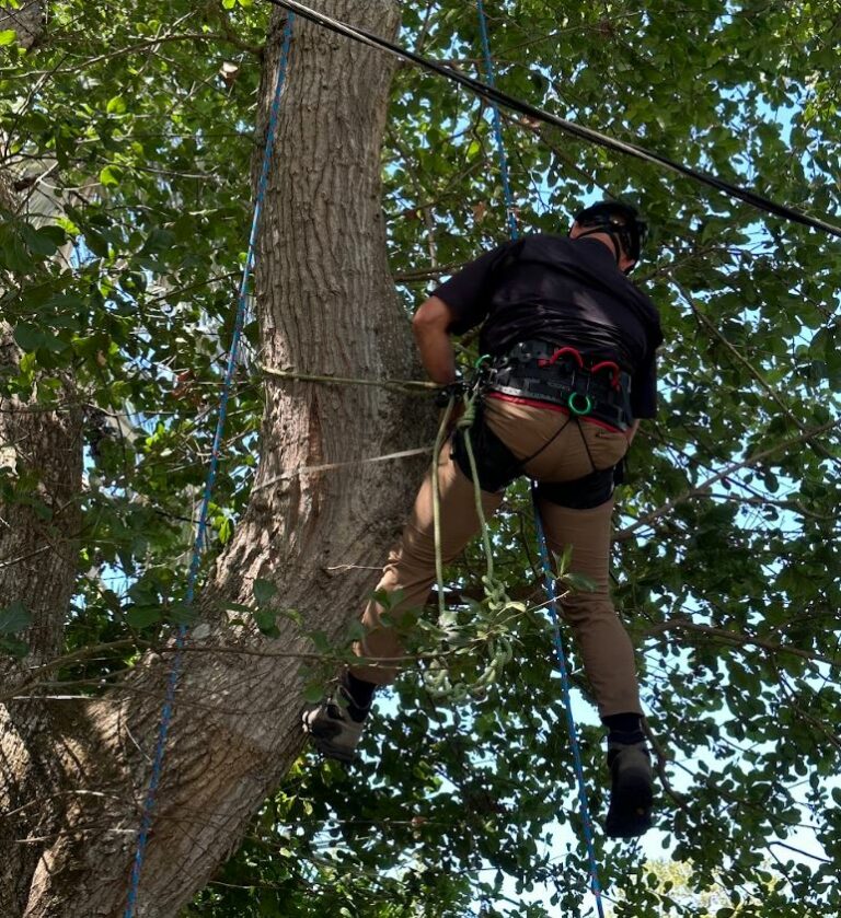 ISA pruning practices: Why They Should Be Followed - Oneilstreeservice.com