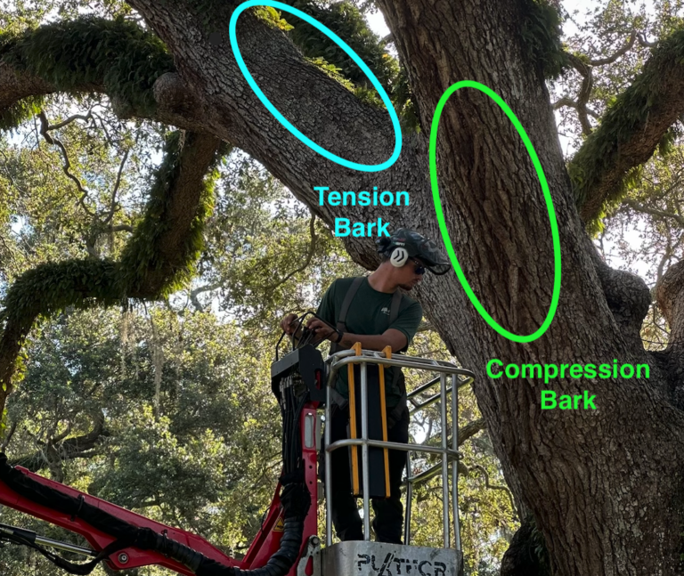 Understanding Tension Bark and Compression Bark on Trees ...