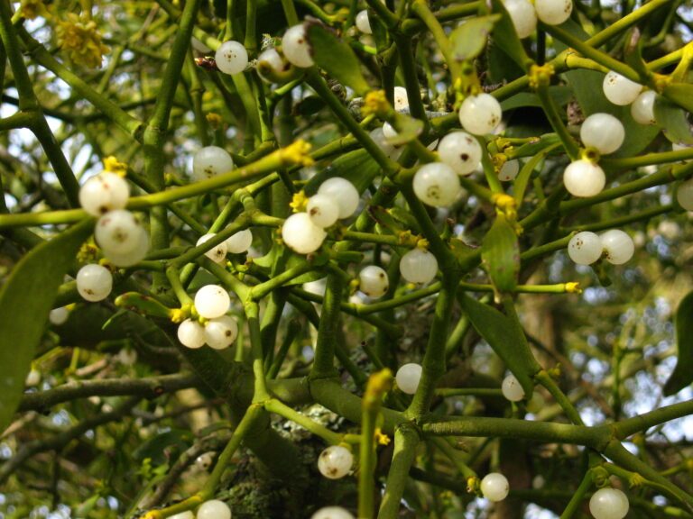 Mistletoe and Trees: The Mysterious Relationship - Oneilstreeservice.com
